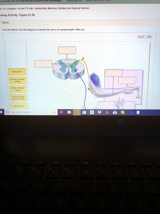 SOLVED: le 10-Chapters 14 and 15 Lab-Autonomic Nervous System and ...