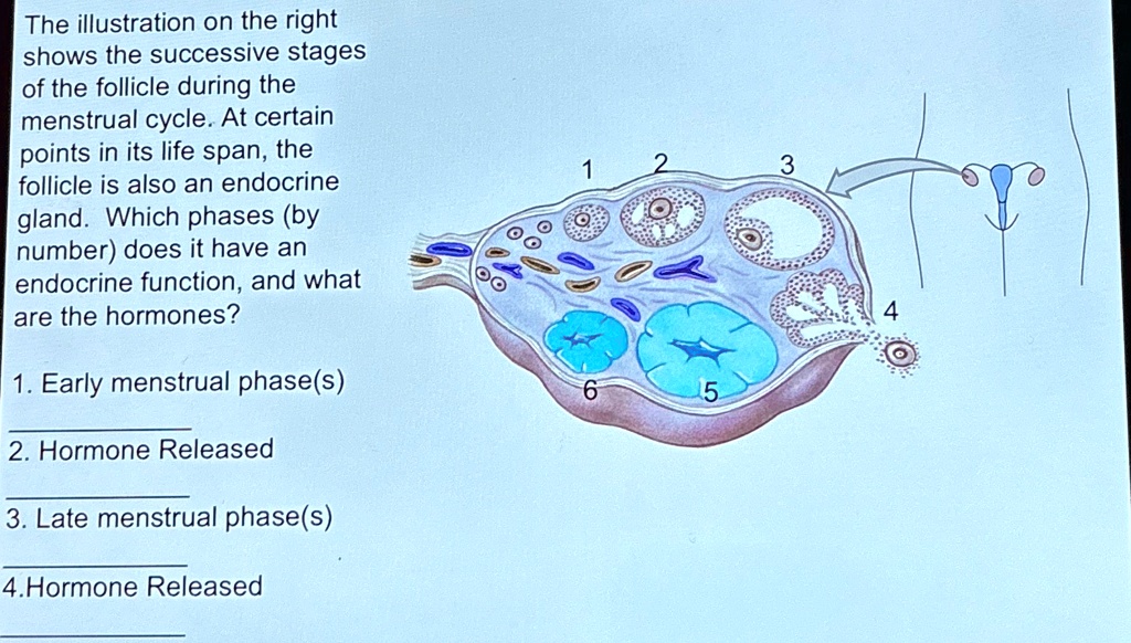 the illustration on the right shows the successive stages of the ...