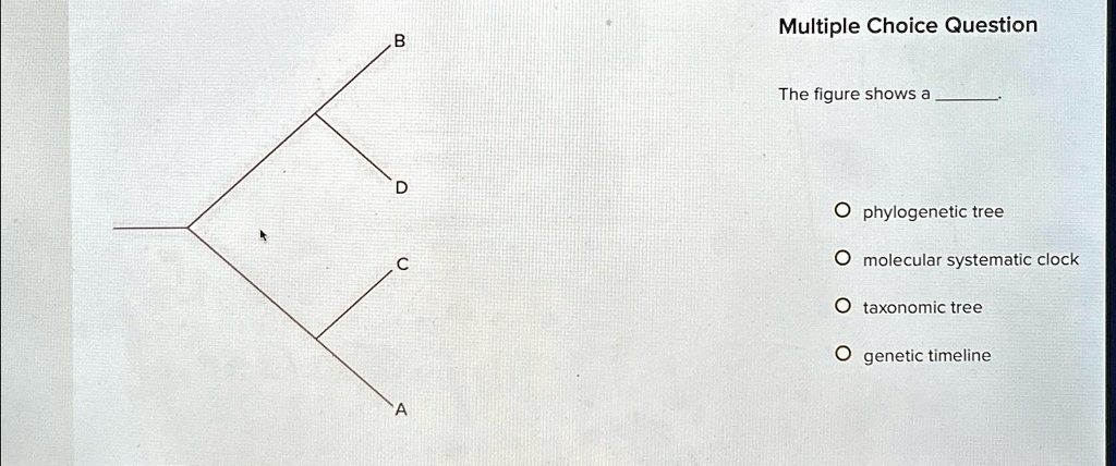 B D Multiple Choice Question The figure shows a C O phylogenetic tree O ...