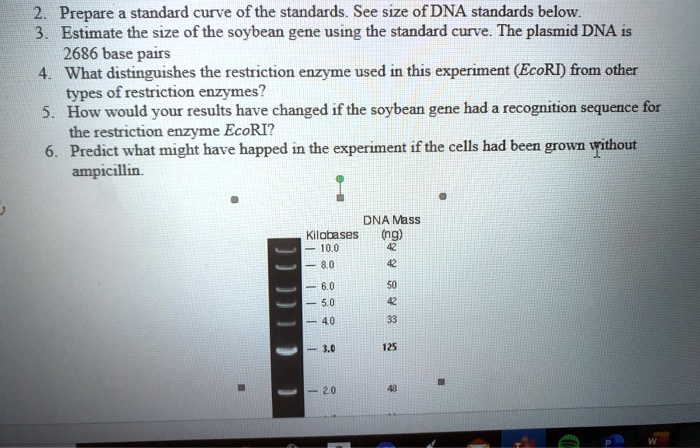 SOLVED: Prepare a standard curve of the standards. See the size of DNA ...