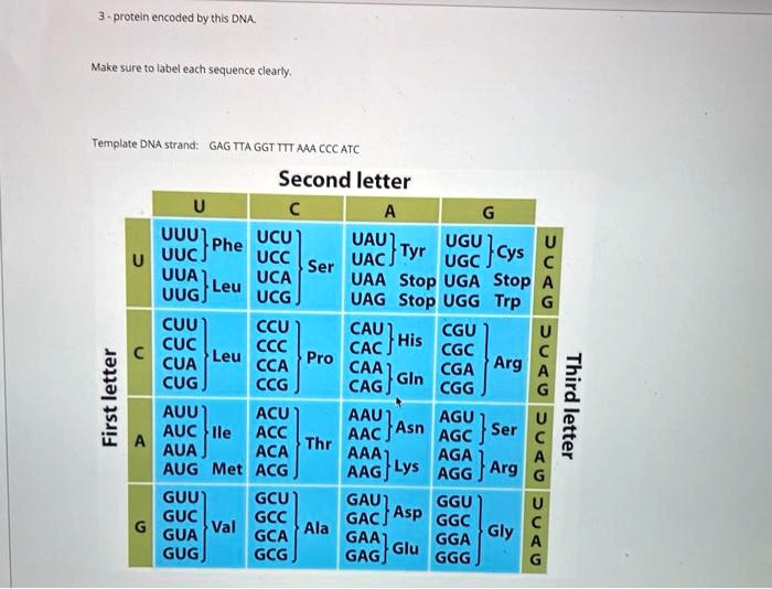 SOLVED: Protein encoded by this DNA. Make sure to label each sequence ...