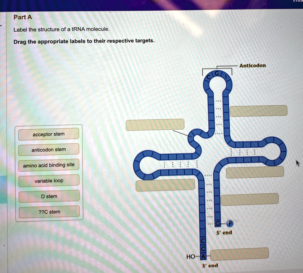 part a label the structure of a trna molecule drag the appropriate ...