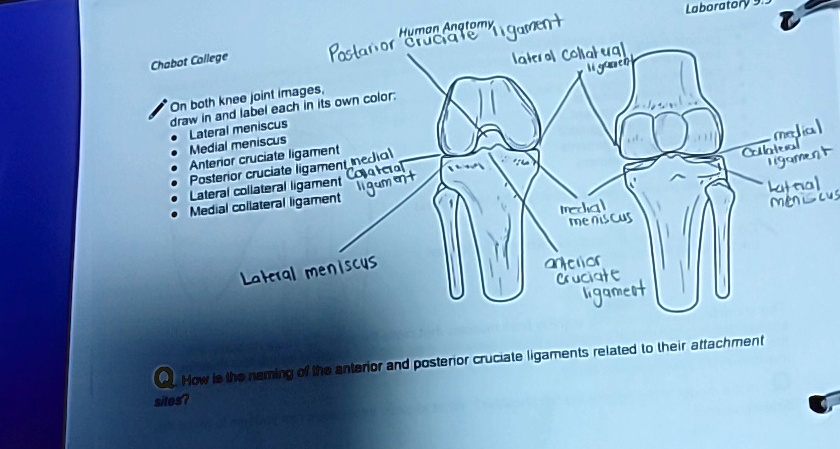 [GET ANSWER] chabot college on both knee joint images draw in and label ...