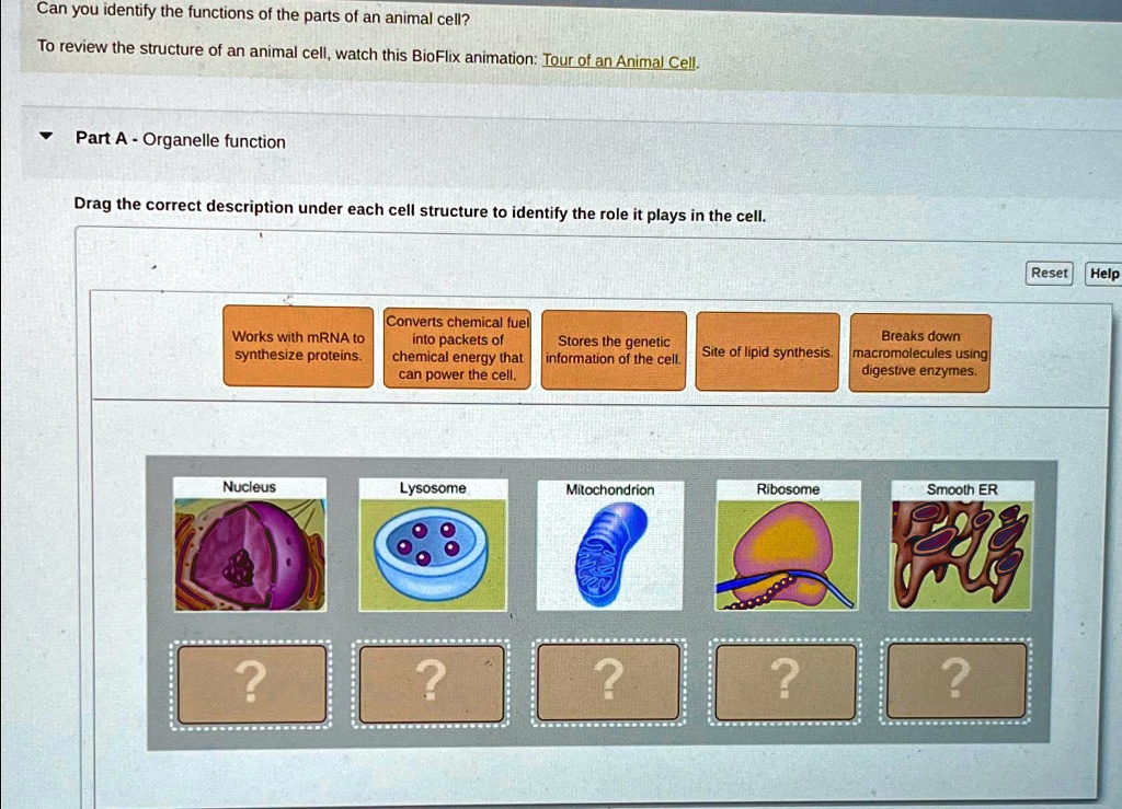 Can you identify the functions of the parts of an animal cell? To review the structure of an ...