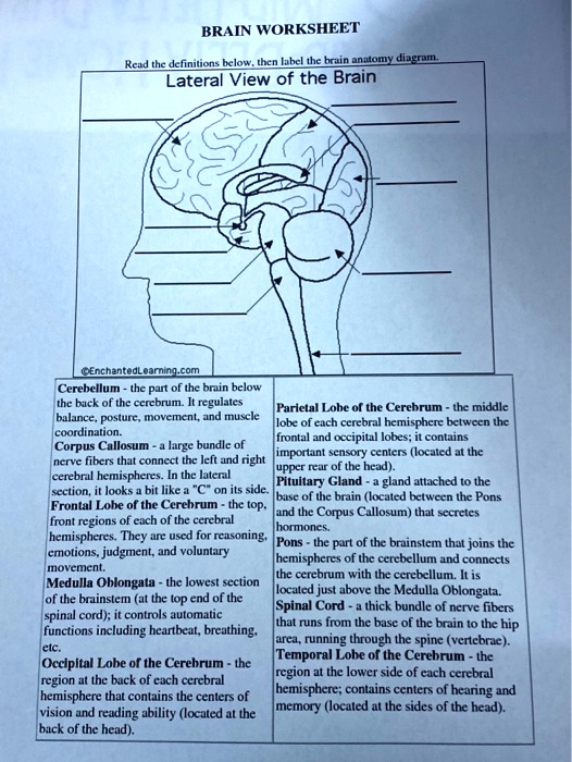 BRAIN WORKSHEET Read the definitions below, then label the brain ...