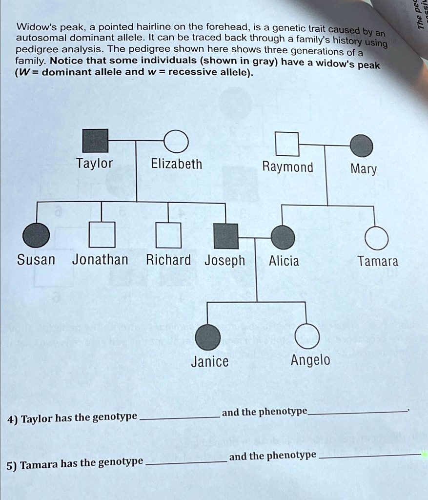 SOLVED: Widow's peak, a pointed hairline on the forehead, is a genetic ...