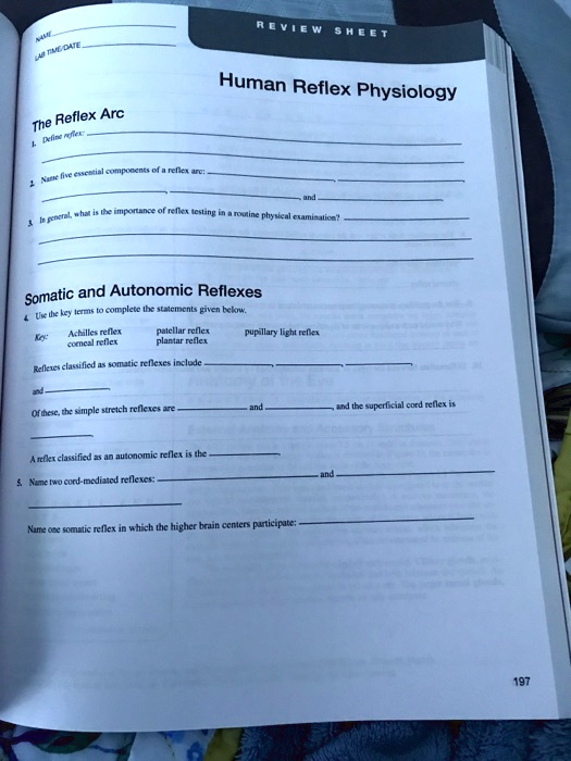 re medat human reflex physiology the reflex arc deline efx nar reflex ...