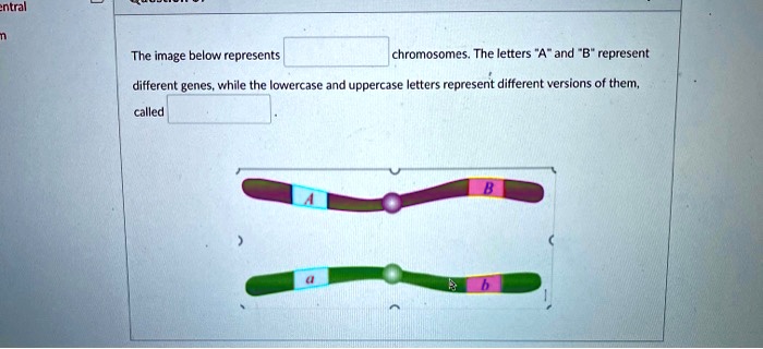 SOLVED: The image below represents chromosomes. The letters and ...