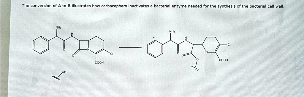 The conversion of A to B illustrates how carbacephem inactivates a ...