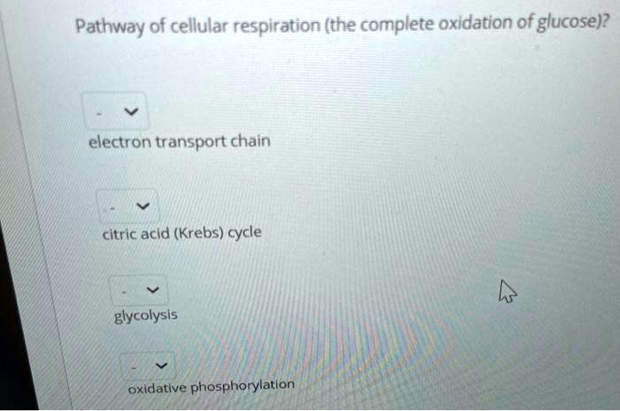 pathway of cellular respiration the complete oxidation of glucose ...