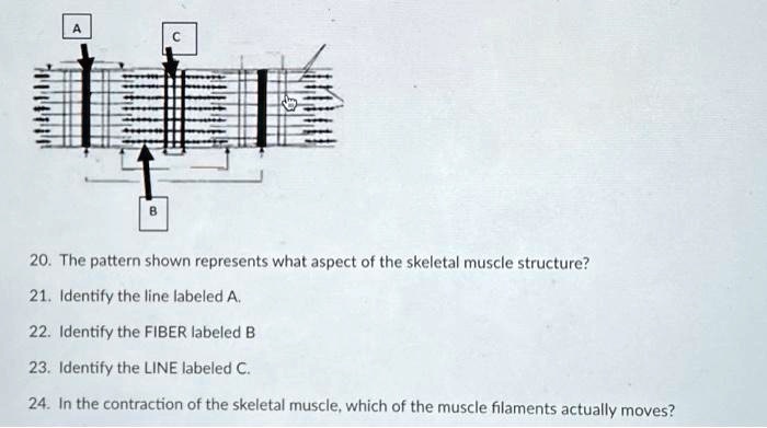 SOLVED: 20. The pattern shown represents what aspect of the skeletal ...