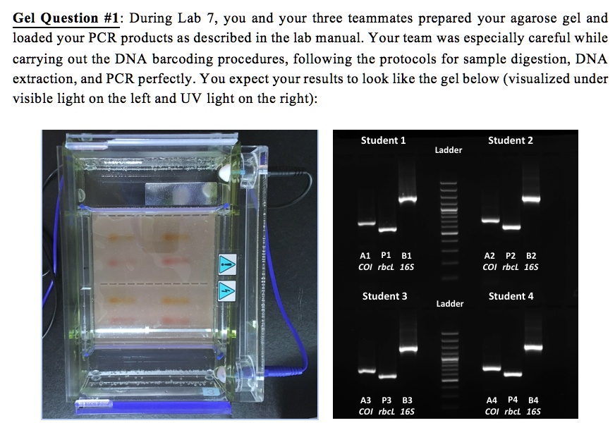 Gel Question #1: During Lab 7, you and your three teammates prepared ...