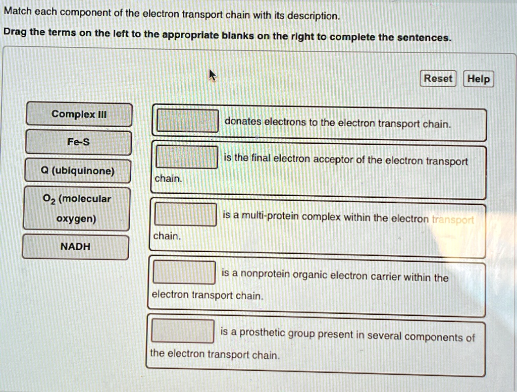 Match each component of the electron transport chain with its ...