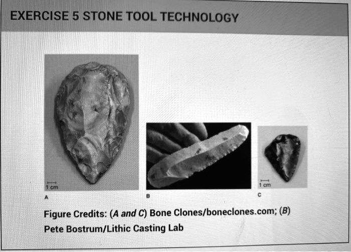 SOLVED: EXERCISE 5 STONE TOOL TECHNOLOGY Figure Credits: (A and C) Bone ...