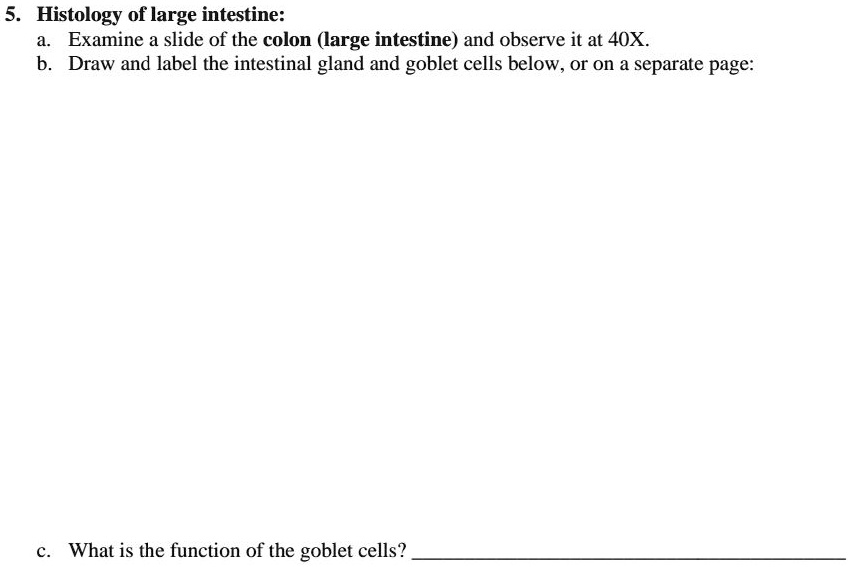 5histology of large intestine a examine a slide of the colon large ...