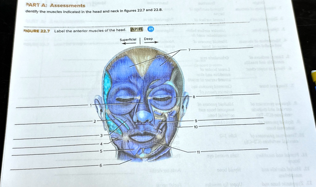 part a assessments identify the muscles indicated in the head and neck ...