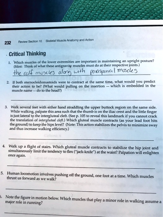 232 Review Section 10 Skeletal Muscle Anatomy and Action Critical ...