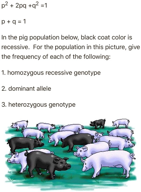 SOLVED: p2 + 2pq +q2 =1 p + q = 1 In the pig population below; black ... SOLVED: p2 + 2pq +q2 =1 p + q = 1 In the pig population below; black ...