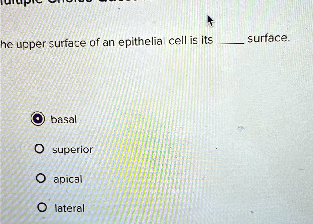 SOLVED: The upper surface of an epithelial cell is its surface. basal ...