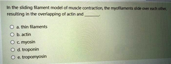 SOLVED: In the sliding filament model of muscle contraction, the ...