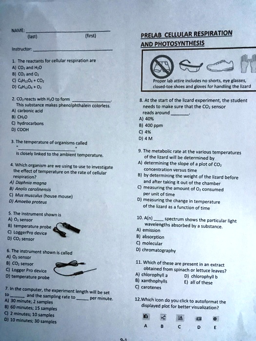 SOLVED: Name: MCSU PRELAB CELLULAR RESPIRATION AND PHOTOSYNTHESIS ...