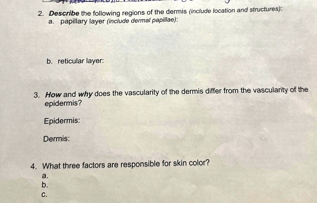 2 describe the following regions of the dermis include location and ...