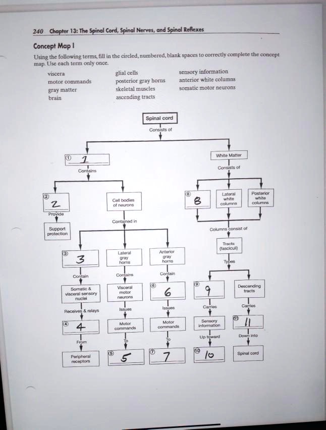 SOLVED: Chapter 13: The Spinal Cord, Spinal Nerves, and Spinal Reflexes ...