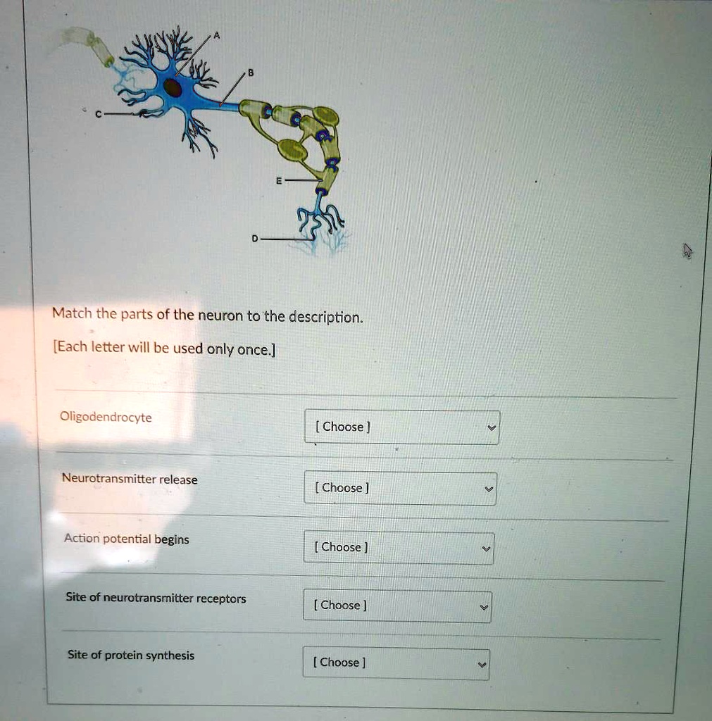 Match the parts of the neuron to the description [Each letter will be ...