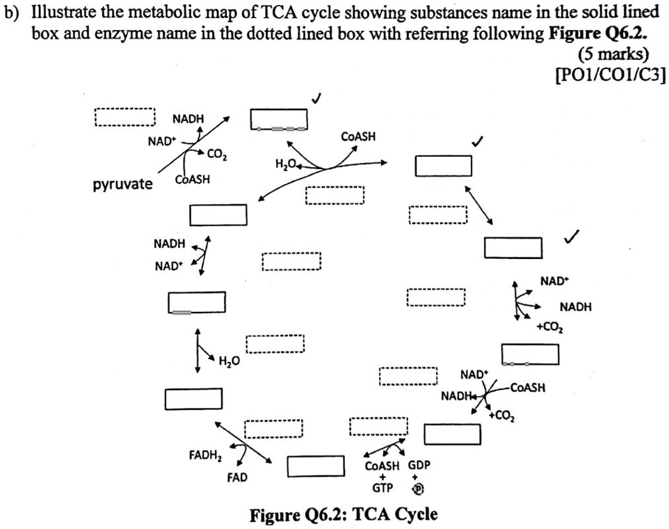 SOLVED: b) Illustrate the metabolic map of the TCA cycle, showing ...