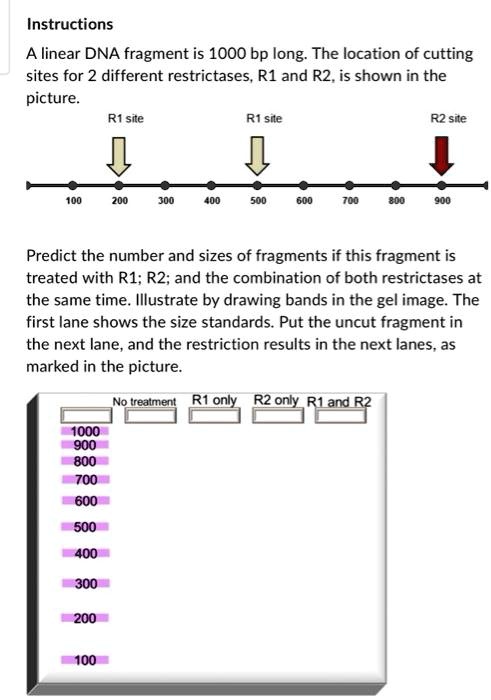 SOLVED: A linear DNA fragment is 1000 bp long. The location of cutting ...