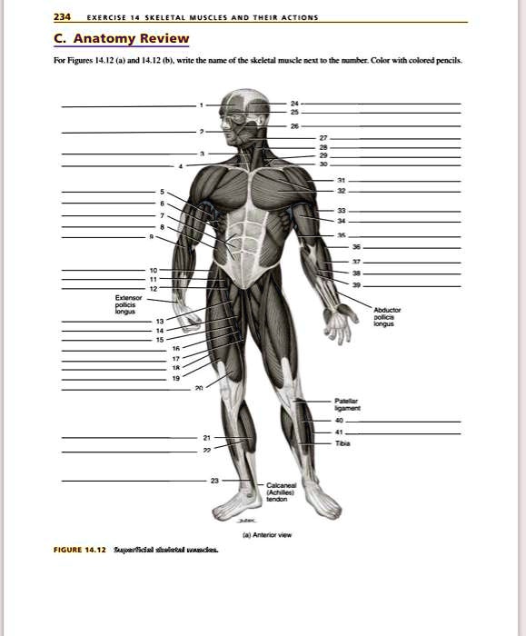 234 EXERCISE 14 SKELETAL MUSCLES AND THEIR ACTIONS C. Anatomy Review ...