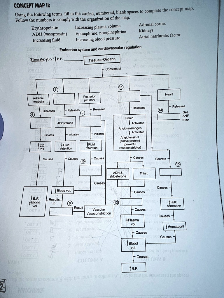 CONCEPT MAP II: Using the following terms, fill in the circled ...