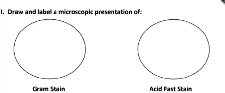SOLVED: Draw and label a microscopic presentation of: Gram Stain Acid ...