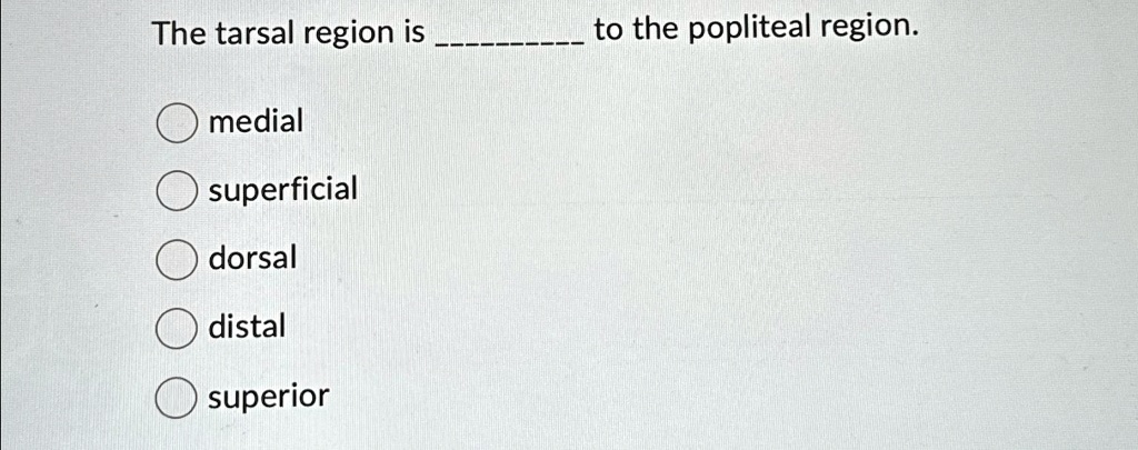 the tarsal region is to the popliteal region medial superficial dorsal ...