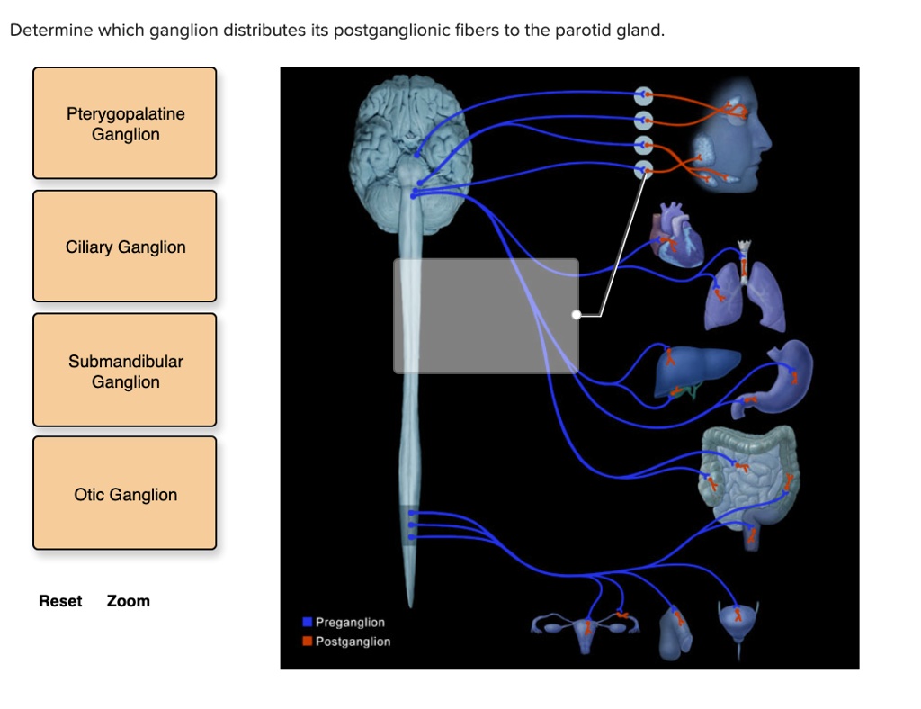 SOLVED: Determine which ganglion distributes its postganglionic fibers ...