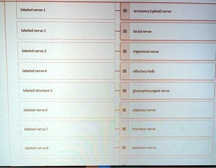 SOLVED: Labeled nerve Accessory (spinal) nerve Labeled nerve 2 Facial ...