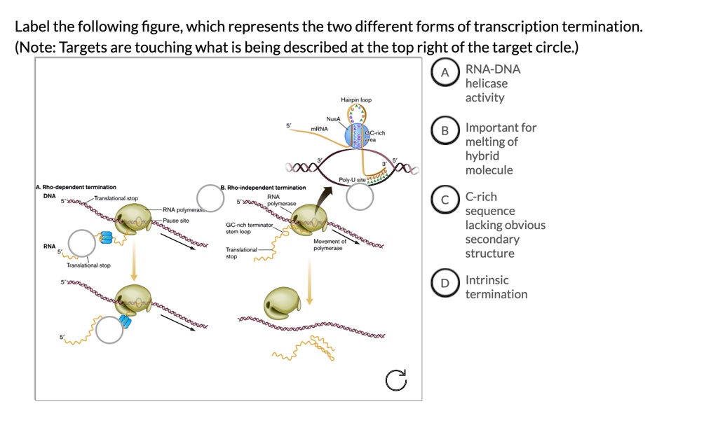 label the following figure which represents the two different forms of ...
