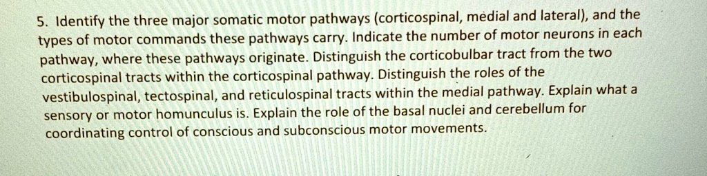 SOLVED: 5. Identify the three major somatic motor pathways ...