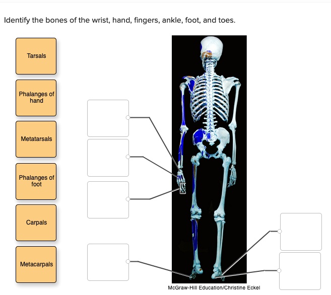 Identify the bones of the wrist, hand, fingers, ankle, foot, and toes ...