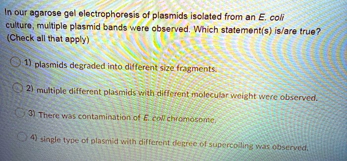 In our agarose gel electrophoresis of plasmids isolated from an E. coli ...