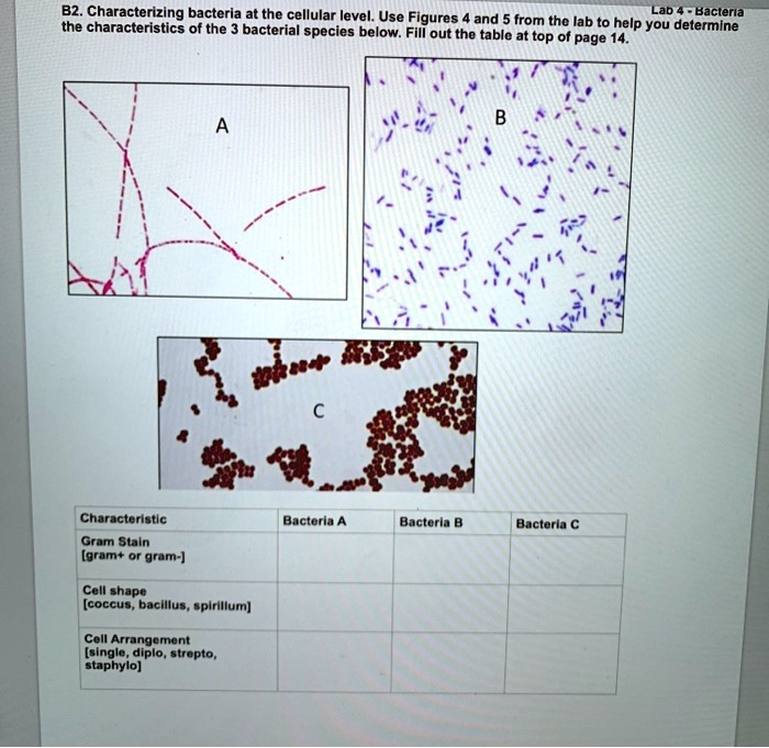 SOLVED: B2. Characterizing bacteria at the cellular level. Use Figures ...