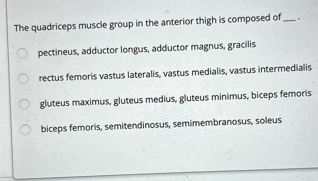 the quadriceps muscle group in the anterior thigh is composed of ...