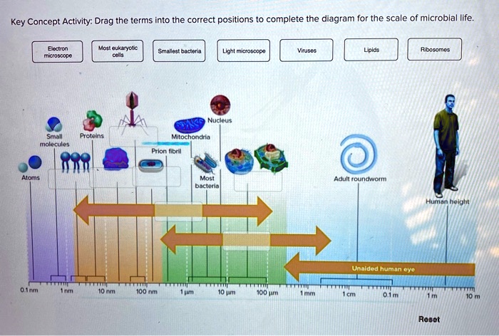 key concept activity drag the terms into the correct positions to ...