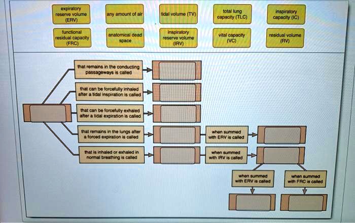 SOLVED: Expiratory reserve volume (ERV) Any amount of air Tidal volume ...