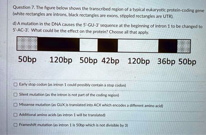 SOLVED: Question 7. The figure below shows the transcribed region of a ...