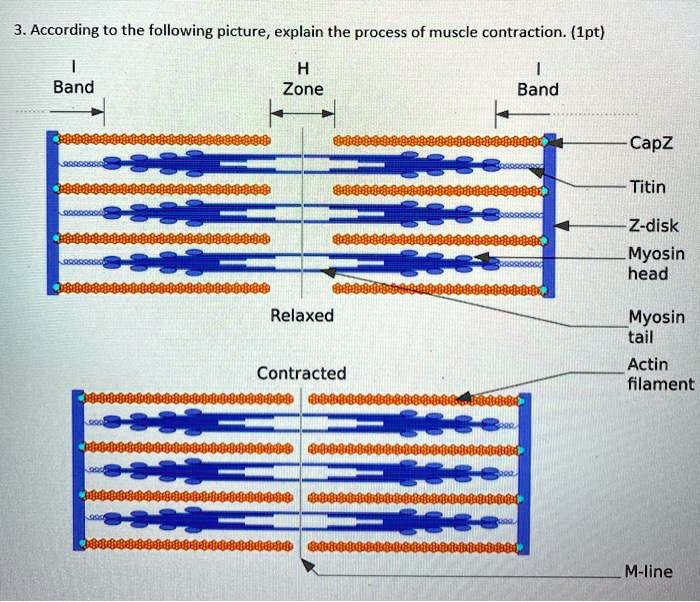 VIDEO solution: According to the following picture, explain the process ...