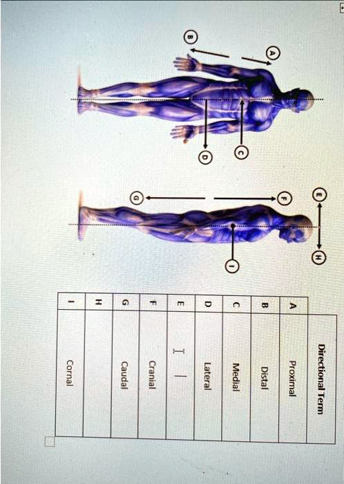SOLVED: Help please, what is E and H? H E Caudal, Cranial, Lateral ...