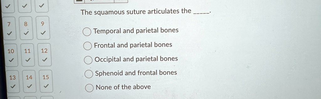 The squamous suture articulates the . Temporal and parietal bones ...
