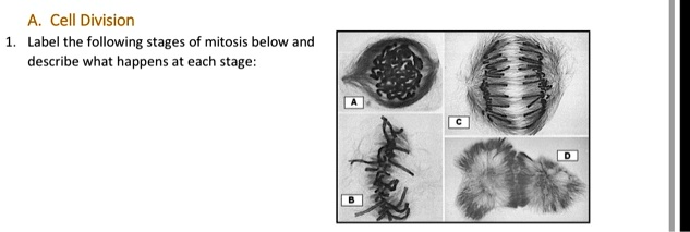 a cell division label the following stages mitosis below and describe ...