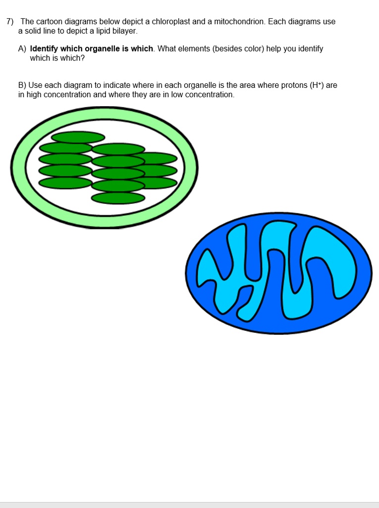 the cartoon diagrams below depict a chloroplast and mitochondrion each ... the cartoon diagrams below depict a chloroplast and mitochondrion each ...